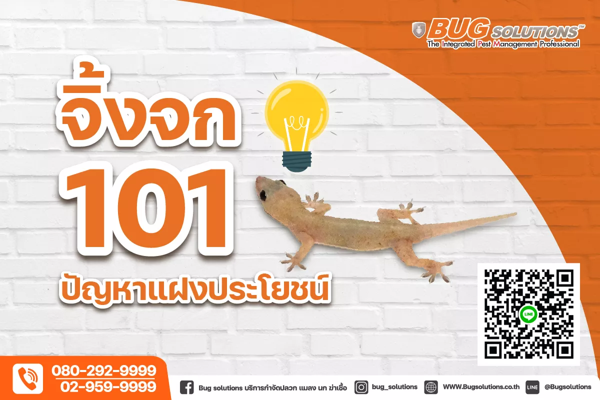 รู้จักจิ้งจก 101 | Bugsolutions | บริการกำจัดปลวกและแมลง